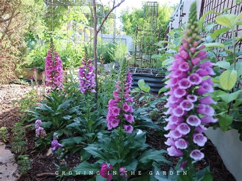How to Grow Foxglove - Growing In The Garden
