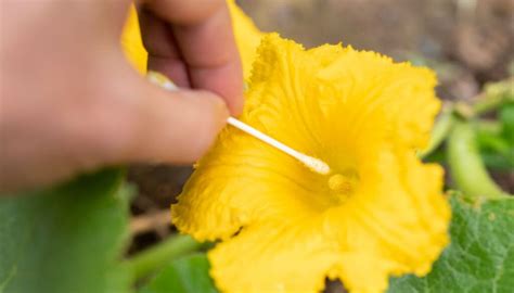 Pumpkin Plant Problems Quick Fixes For A Thriving Harvest