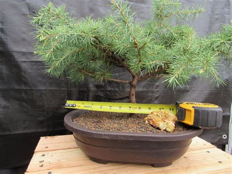 31 Year Old Himalayan Cedar Specimen Bonsai Tree