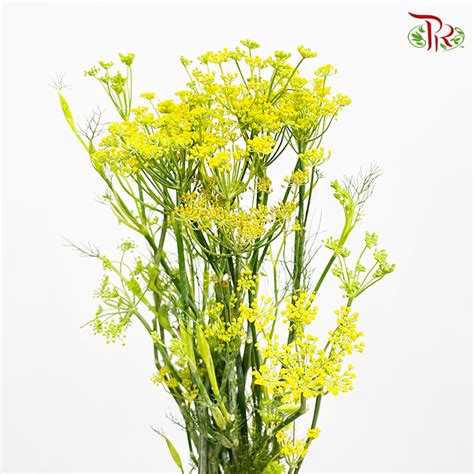 Ammi Majus White 10 Stems Same Day Delivery By Pudu Ria Florist