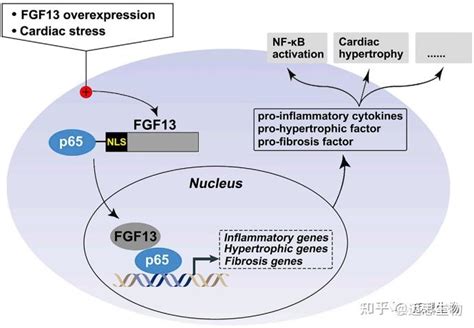 FGF13欣欣向荣的调控分子 知乎