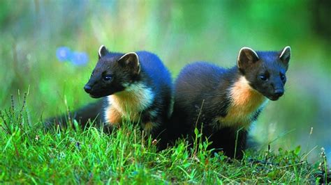 Weasel Interesting Facts And Features Weasel Relationship With Humans