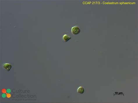 Coelastrum Sphaericum