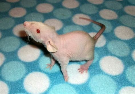 Double Rex Rat Never Thought Hairless Or Hairless Variations Like