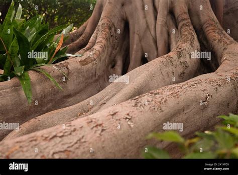 Mostly Blurred Bark Texture Background Of Ficus Macrophylla Roots