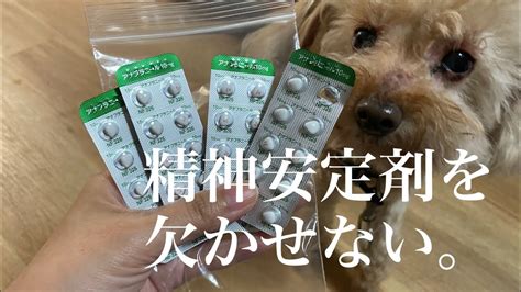 虐待を受けたトイプードル。精神安定剤が欠かせない。 Youtube