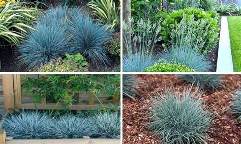 Elijah Blue Grass Festuca Glauca Elijah Blue