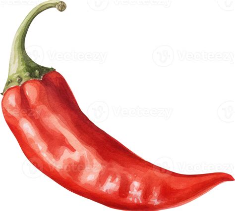 Red Chilli Watercolor Illustration 25277440 Png
