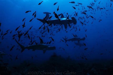 Gator Chris Gator Chris Added A New Photo