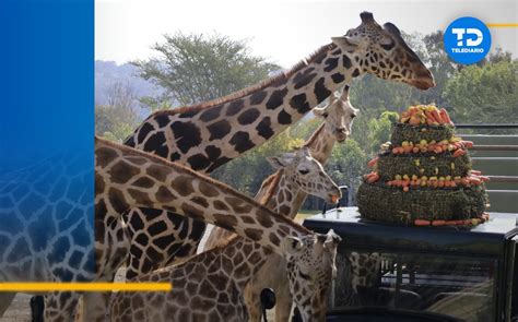 Liberan A Jirafa Benito En Africam Safari Para Unirse A Su Manada Telediario M Xico