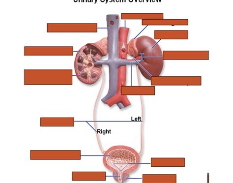 Urinary Sytem Overview Naming Quiz