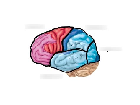 Nervous System Diagram Quizlet