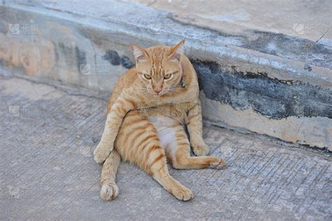 假日里，一只可爱的小猫趴在水泥地板上