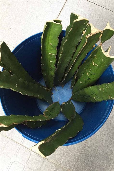 How To Grow Your Own Dragon Fruit Pitaya Gardeners Path