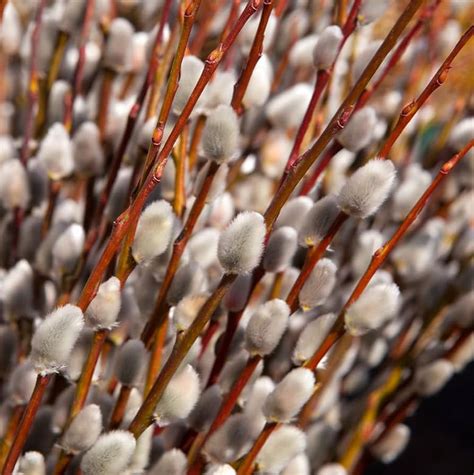 Pussy Willow Tree Live Plant What Is A Japanese Pussy Willow Guide To