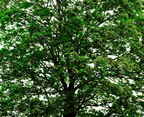 Why Does Moss Grow On Trees Inexpensive Tree Care