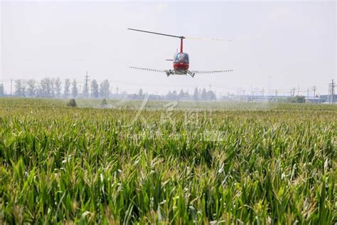 山东滕州全国首架村级联合购置航空植保载人直升机启航作业 人民图片网