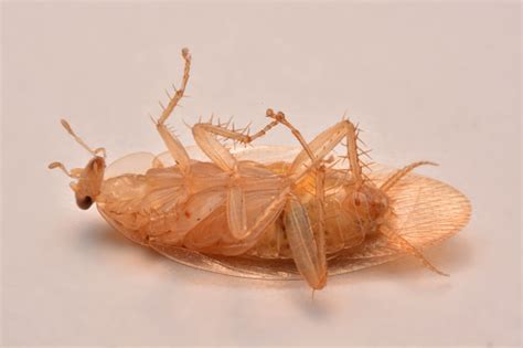 매크로 사진 근접 촬영 바퀴벌레 살충제 제품 개념 선택적 초점 날개 달린 곤충을 위한 백색 배경에 갈색에 대한 스톡 사진 및