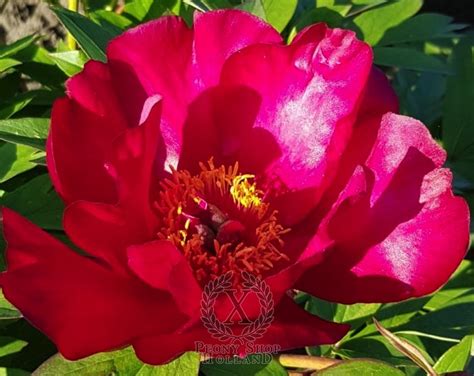 Peony Chief Black Hawk Itoh Hybrid At Peony Nursery