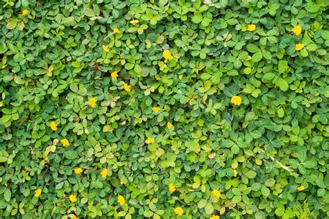 Pinto Peanut Or Arachis Pintoi With Green Leaves And Yellow Flower In
