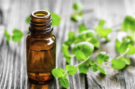 ¿como Usar El Aceite De Menta Para El Crecimiento Del Cabello