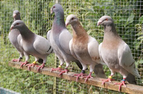 Dutch Beauty Homer Pigeons Nederlandse Schoonheidspostduif