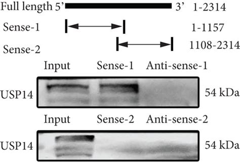Uca1 Functions As A Scaffold For Usp14 And Pfn1 To Prolong The