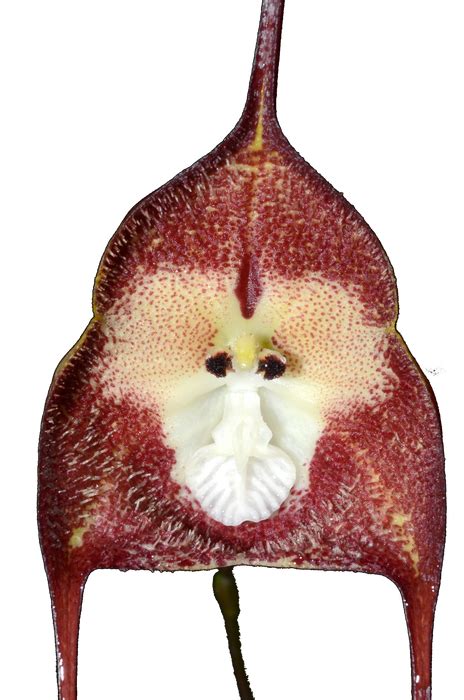 Dracula Simia — Ecuagenera California