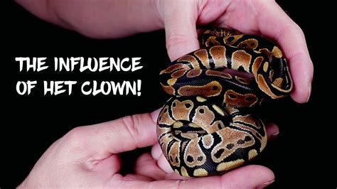 Het Albino Ball Python Markers