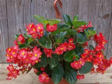 Cuidados básicos y cultivo para tener una hermosa Begonia Consejos