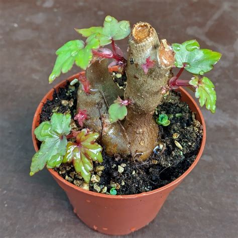 Begonia Dregei Baobab Begonia Plants