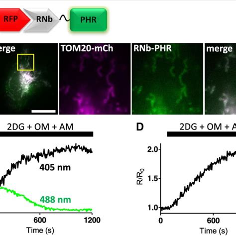 Crosslinking Gfp Tagged And Rfp Tagged Proteins And Organelles Using Download Scientific