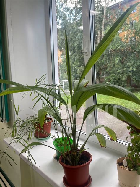 Пальма 😅 — купить в Красноярске Горшечные растения и комнатные цветы на интернет аукционе