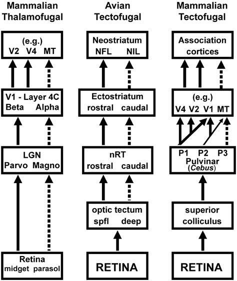 A Dissociation Of Motion And Spatial Pattern Vision In The Avian Telencephalon Implications For