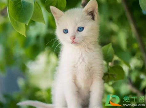 梦见猫是什么预兆 女人梦见猫是不吉之兆吗 趣丁网