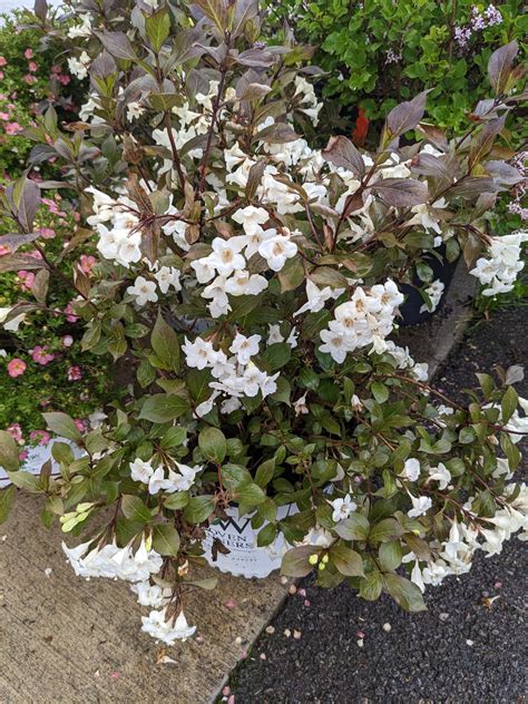 Weigela Wine Spirits Wilson S Garden Center