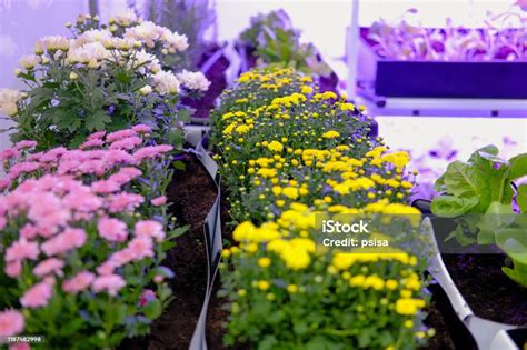 인공 Led 조명스마트 실내 농장에서 성장하는 꽃 모종 및 재배를위한 식물 램프 조명 장비에 대한 스톡 사진 및 기타 이미지