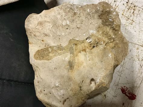 Is This An Insect Impression R Fossilid
