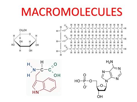 Macromolecule Structure 9th 12th Grade Quiz Quizizz