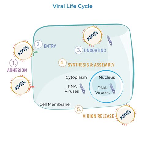 Immunology Microbiology Glossary Viral Replication Ditki Medical