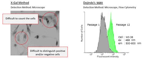 Senescence Cell Detection Cellular Senescence Detection Kit Spider β