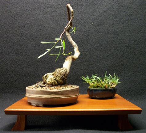 Acacia Cyanophylla