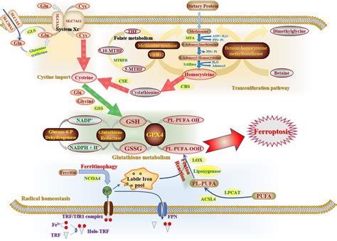 Frontiers Ferroptosis Holds Novel Promise In Treatment Of Cancer