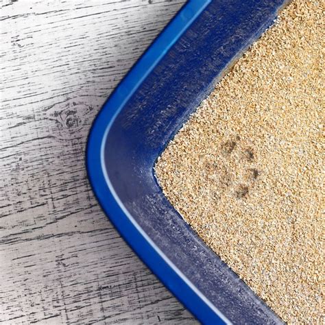 Natural Wood Cat Litter Vs Clay And Silica Whats The Difference And Wh