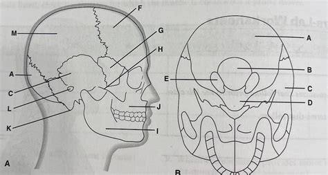 Label The Skull Diagram Quizlet