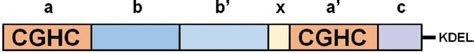 The Structure Of Pdi Pdi Comprises Of Four Domains A A B And B