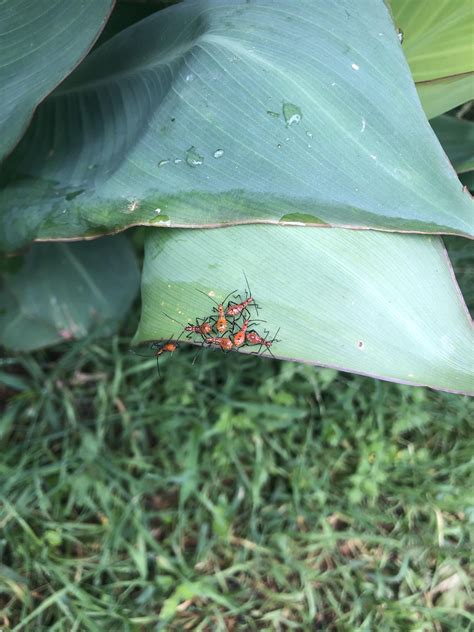 Friend Or Foe Assassin Or Squash Bugs R Gardening