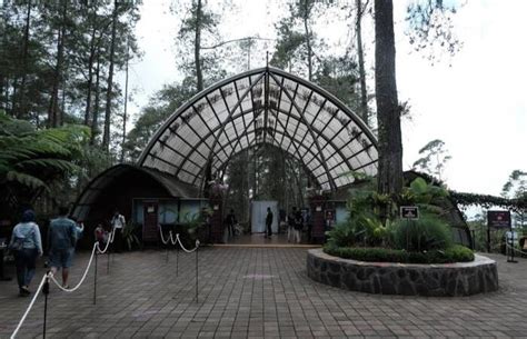 Daya Tarik Orchid Forest Cikole Taman Wisata Yang Menawarkan Keindahan