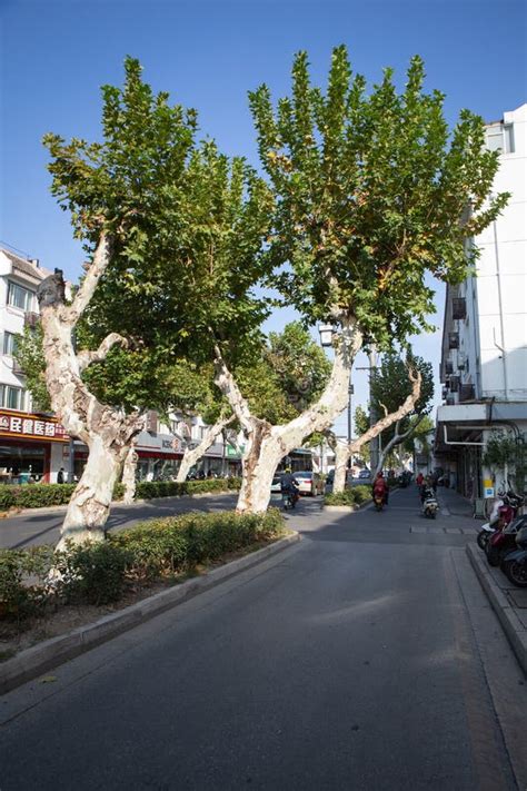 Wutong Trees In Baita East Road Gusu District Suzhou Editorial Image