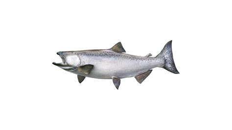 Whole King Salmon 3 Lb Delivery Near Me Doordash